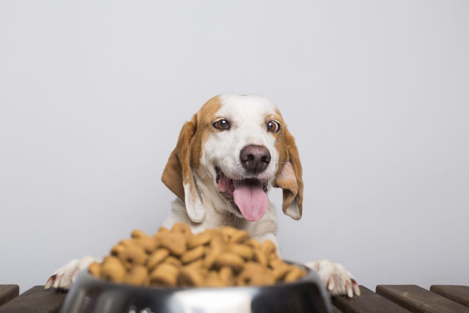 Dog Care Tips for Beginners: Complete 2026 Guide | PetsFura